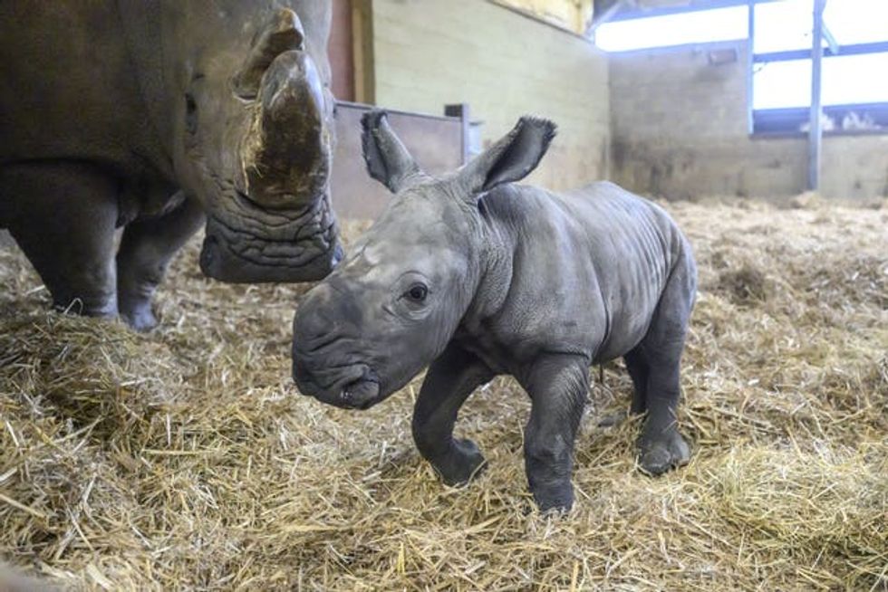 In Pictures: Camel calves and Christmas canines among 2024’s animal ...