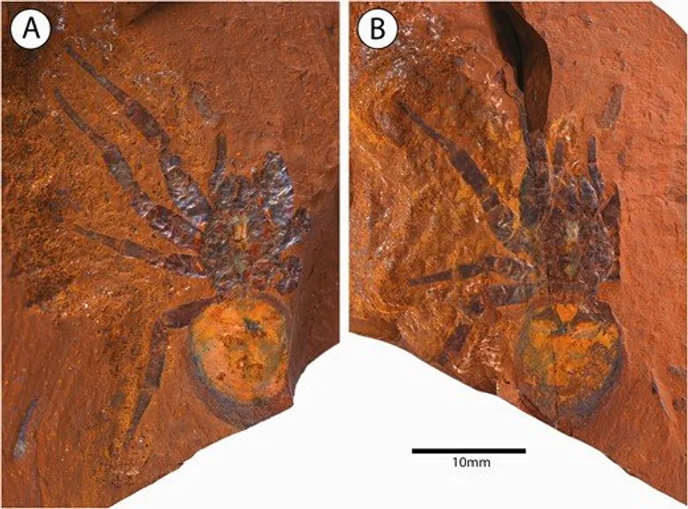 Scientists find 'giant' dinosaur spider fossil in Australia | indy100 Scientists find 'giant' dinosaur spider fossil in Australia | indy100