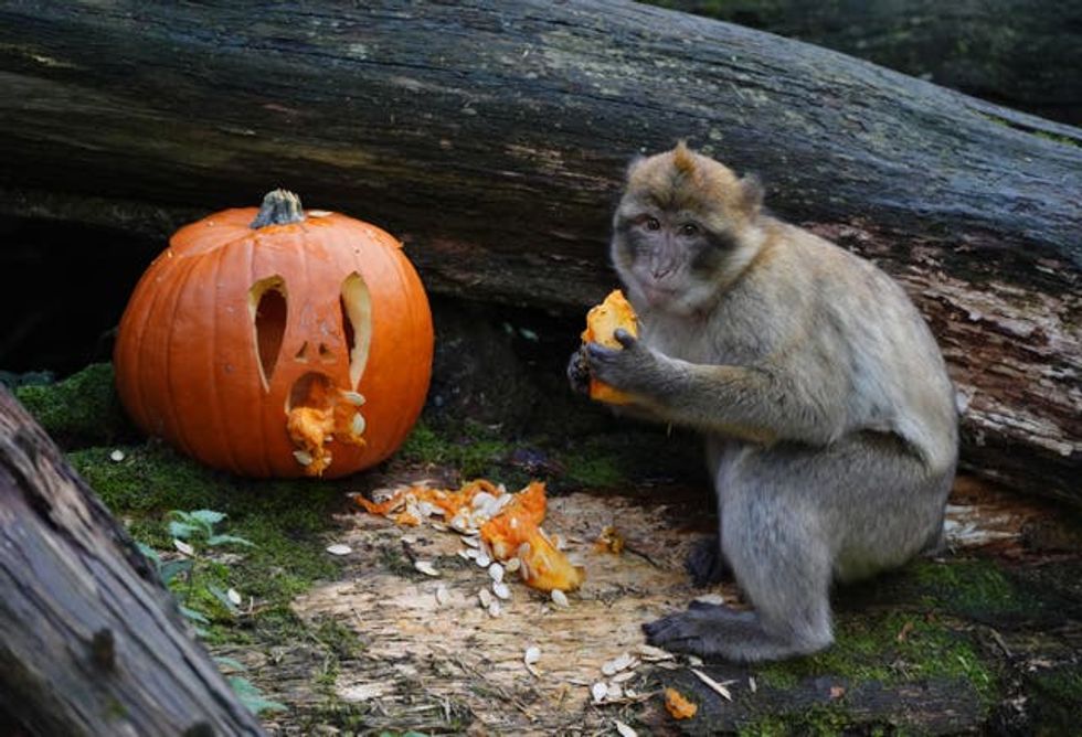 In Pictures: Animals enjoy smashing time with pumpkins before Halloween ...