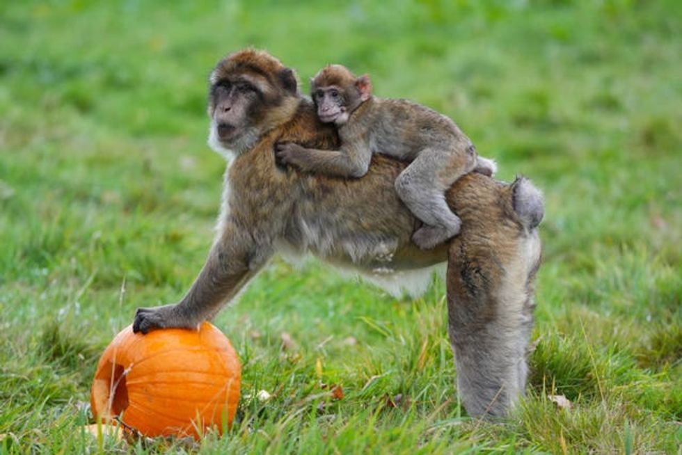 In Pictures: Animals enjoy smashing time with pumpkins before Halloween ...