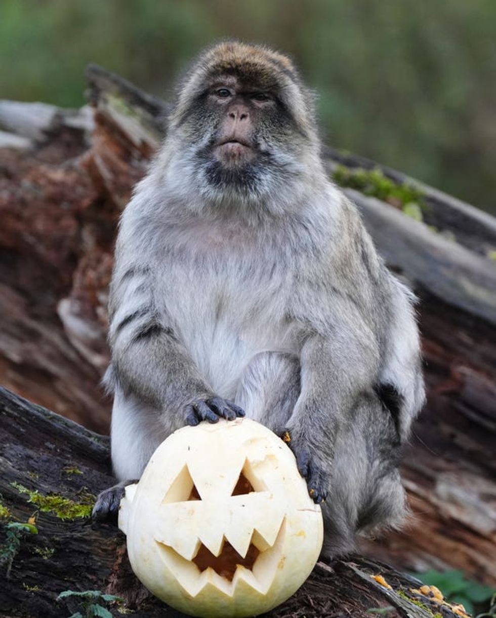 In Pictures: Animals enjoy smashing time with pumpkins before Halloween ...