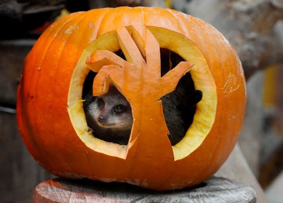 In Pictures: Animals enjoy smashing time with pumpkins before Halloween ...
