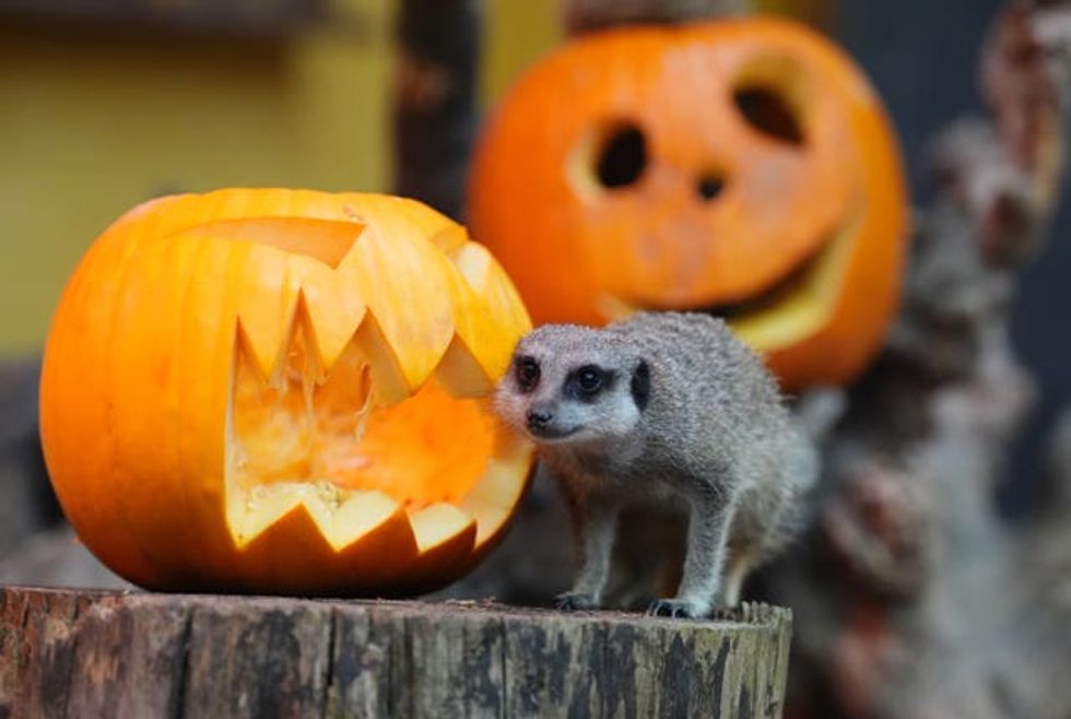 In Pictures: Animals enjoy smashing time with pumpkins before Halloween ...