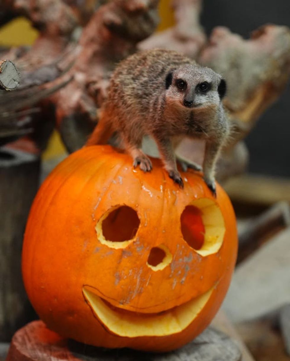 In Pictures: Animals enjoy smashing time with pumpkins before Halloween ...