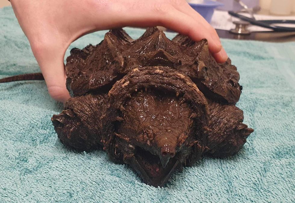 ‘Invasive’ alligator snapping turtle found in Cumbria and named Fluffy ... ‘Invasive’ alligator snapping turtle found in Cumbria and named Fluffy ...