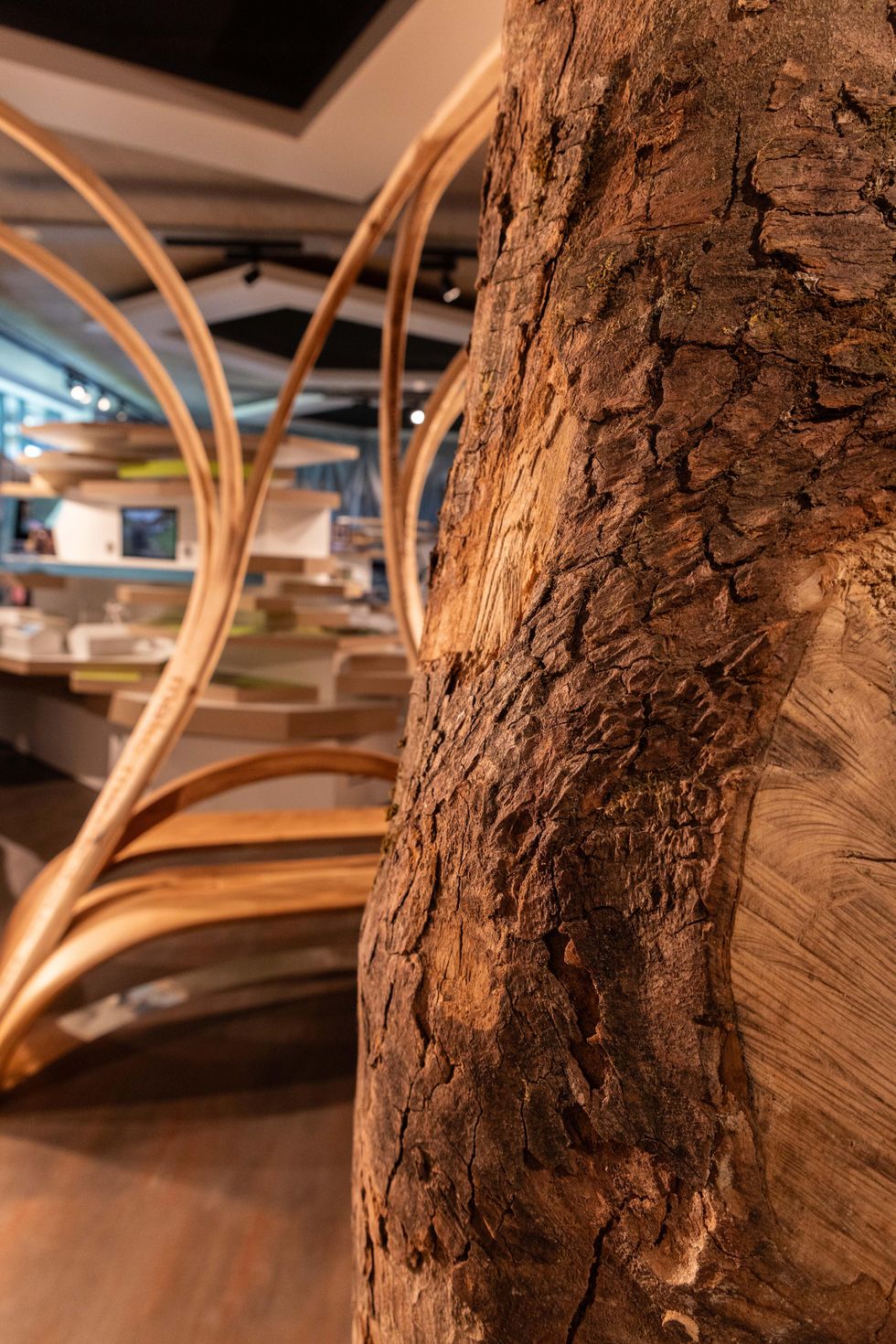 Sycamore Gap tree trunk installation to go on display | indy100