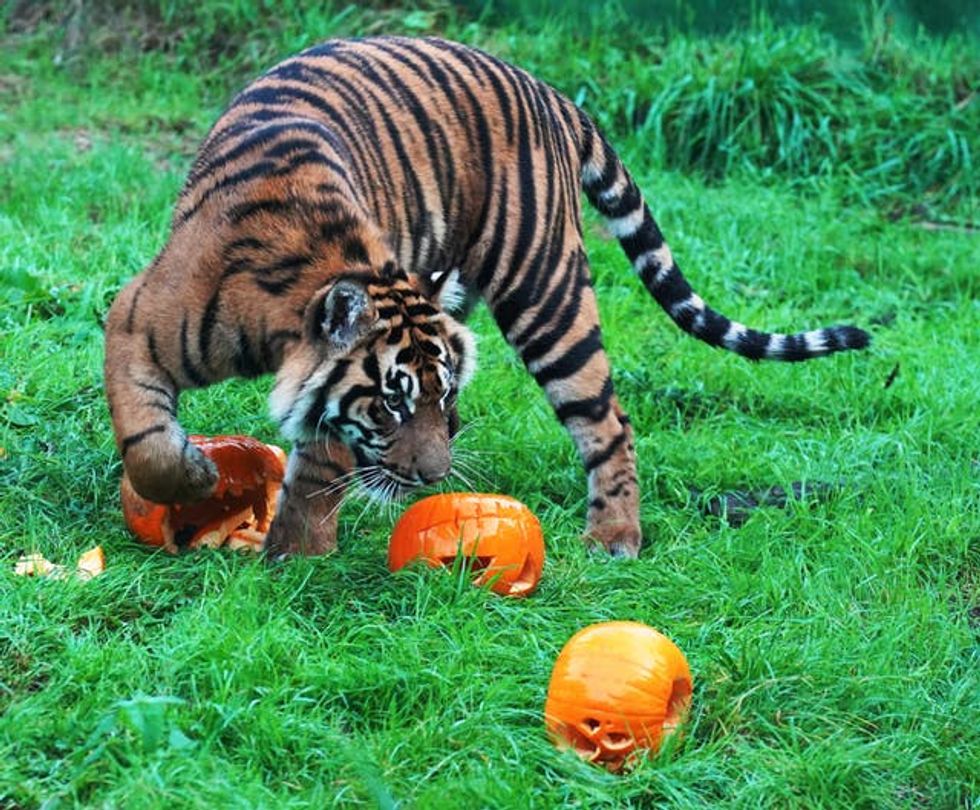 In Pictures: London Zoo animals celebrate Halloween with pumpkin treats ...