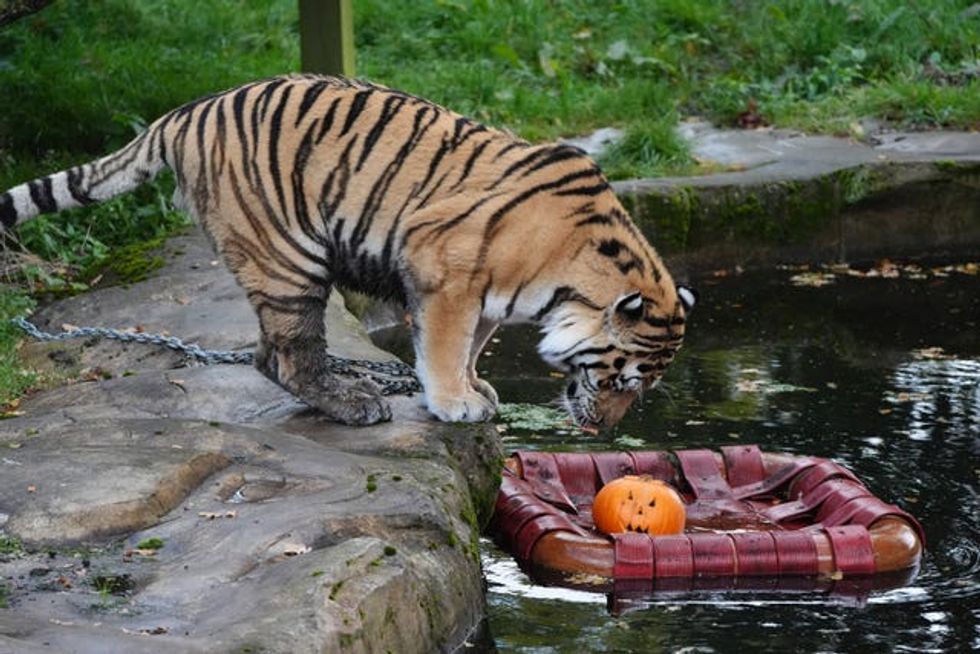 In Pictures: Animals enjoy smashing time with pumpkins before Halloween ...