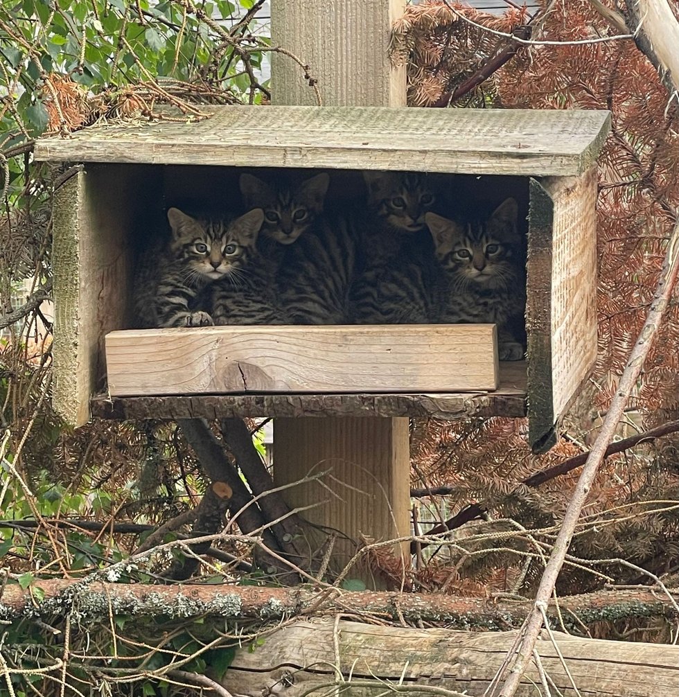 Eleven endangered Scottish wildcat kittens born at conservation centre ...