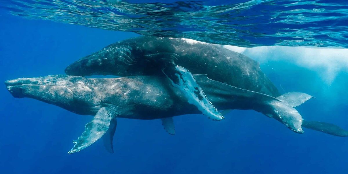 Two Male Humpback Whales Pictured Having Sex For The First Time Indy100
