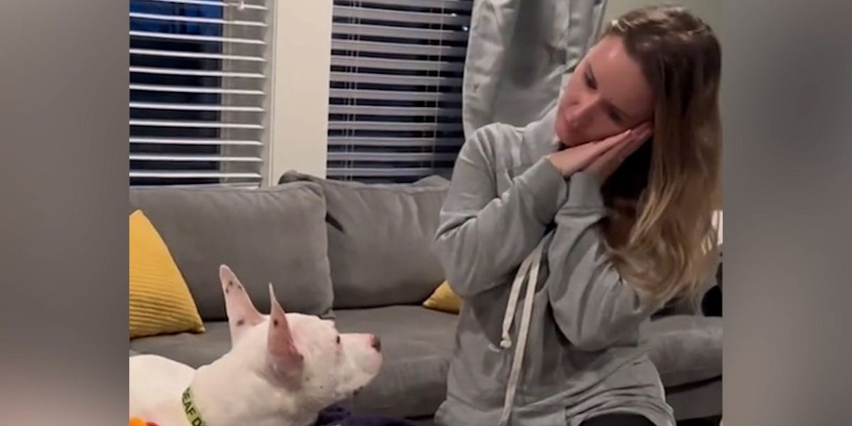 Family Successfully Teaches Deaf Dog Commands In Sign Language Indy100 family-successfully-teaches-deaf-dog-commands-in-sign-language-indy100