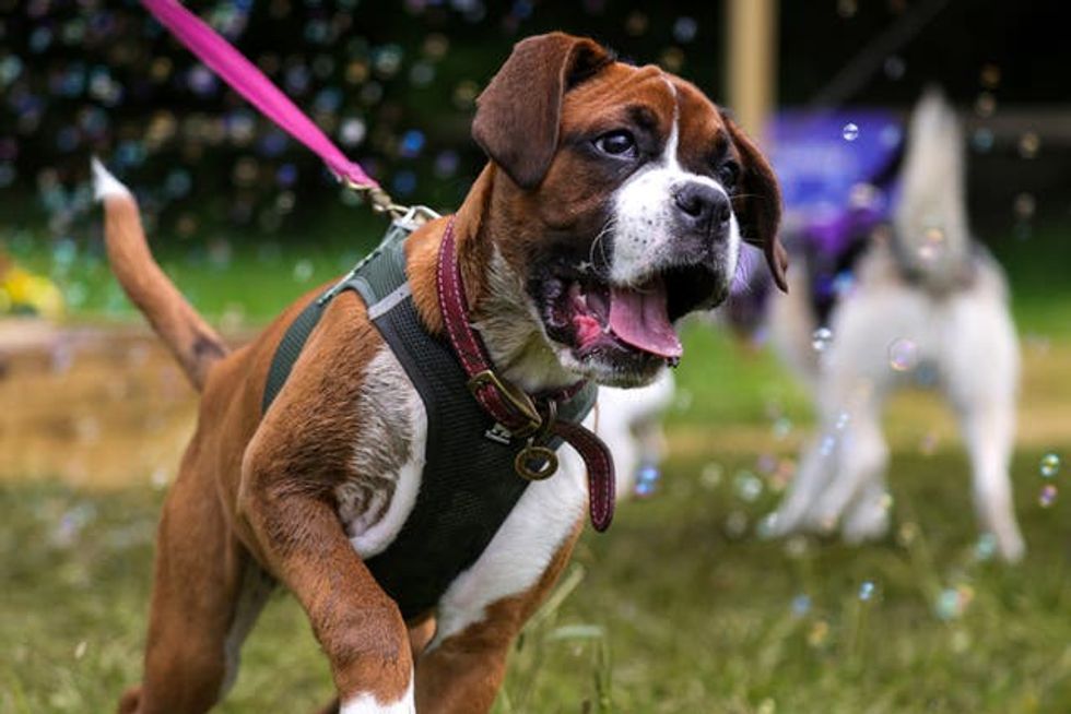 In Pictures: Dogs enjoy day out with their owners at annual Goodwoof ...