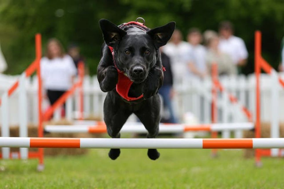 In Pictures: Dogs enjoy day out with their owners at annual Goodwoof ...