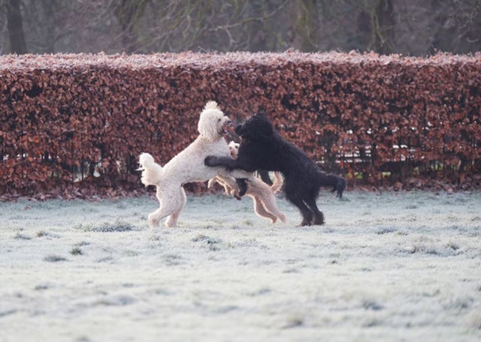 In Pictures: Animals brave the snow and ice as cold snap continues ...