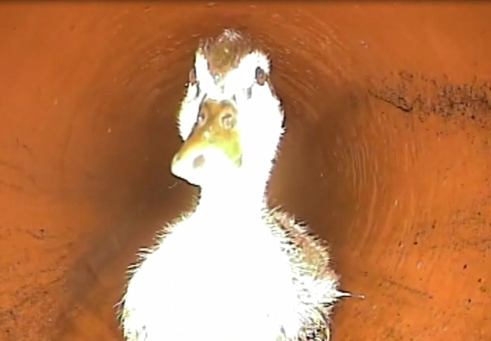 Sewer workers ‘quack’ case of the blocked pipe as duck found roaming ...