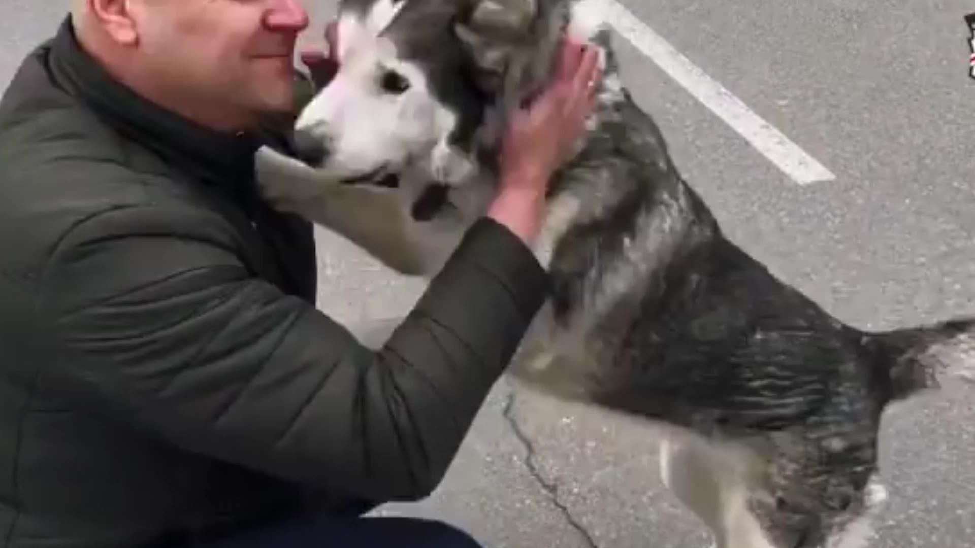 Why Does My Husky Fart So Much