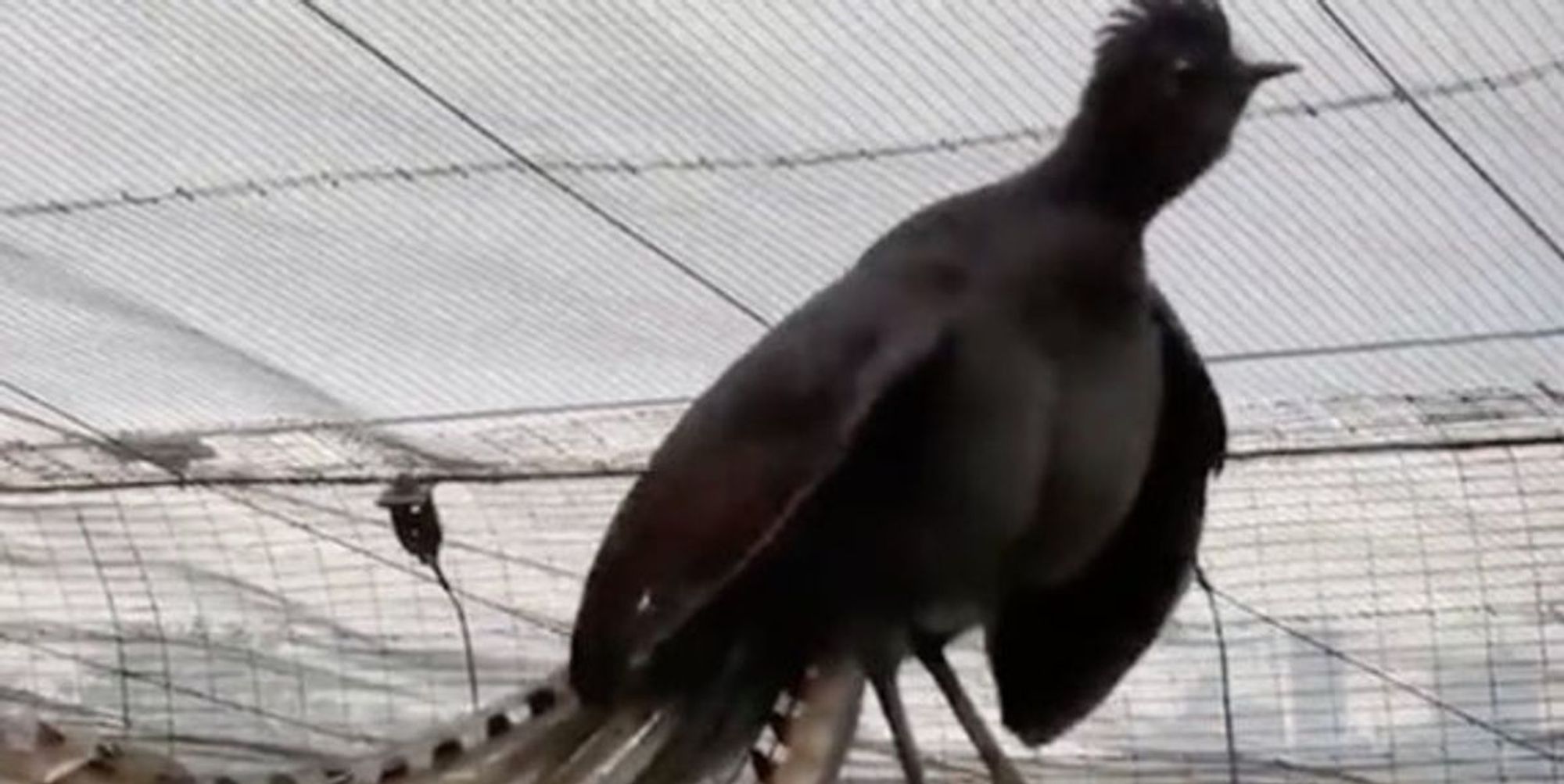 Bird in Australian zoo perfects a human baby cry | indy100