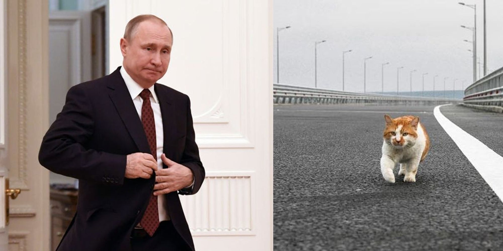 Cat beats Putin to become first to cross controversial Crimea Bridge ...