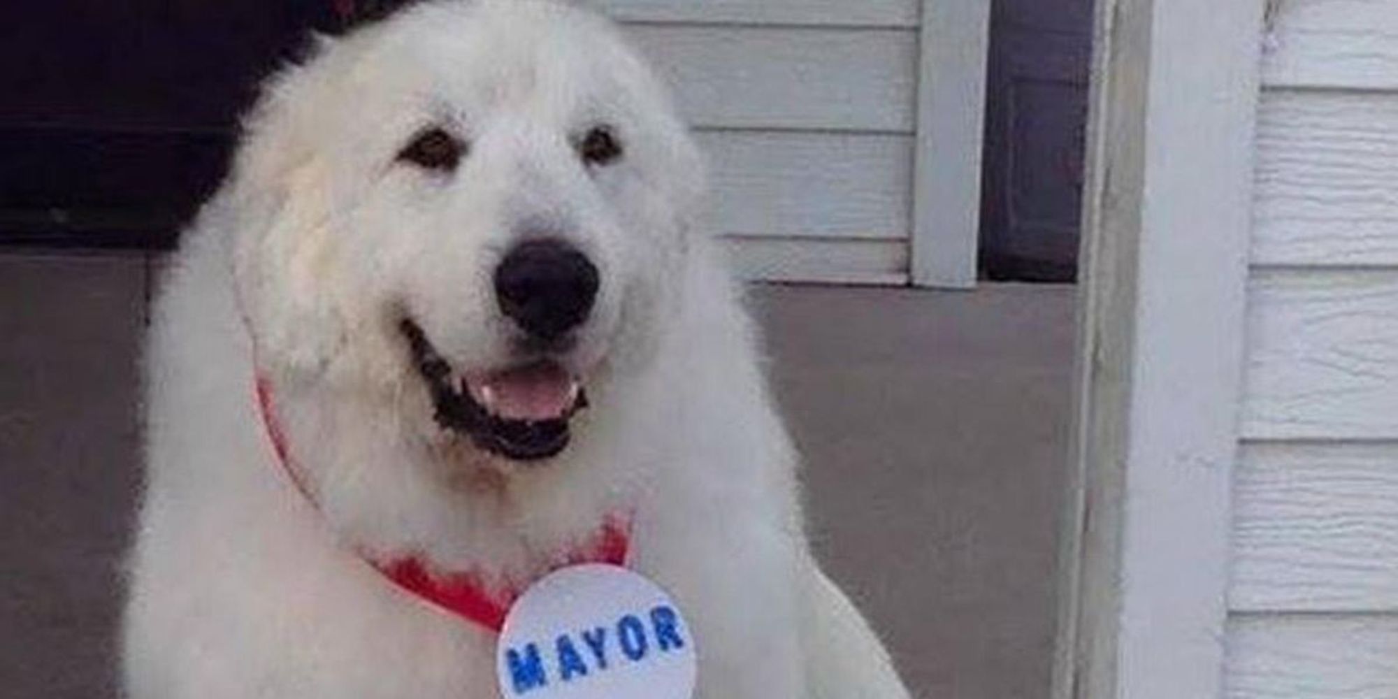 Duke the dog has been elected the mayor of his town for the third year ...