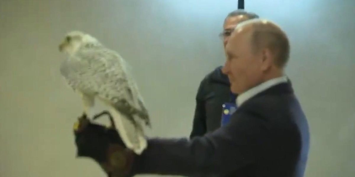 Putin holding a falcon is the most awkward thing you'll see today | indy100 Putin holding a falcon is the most awkward thing you'll see today | indy100