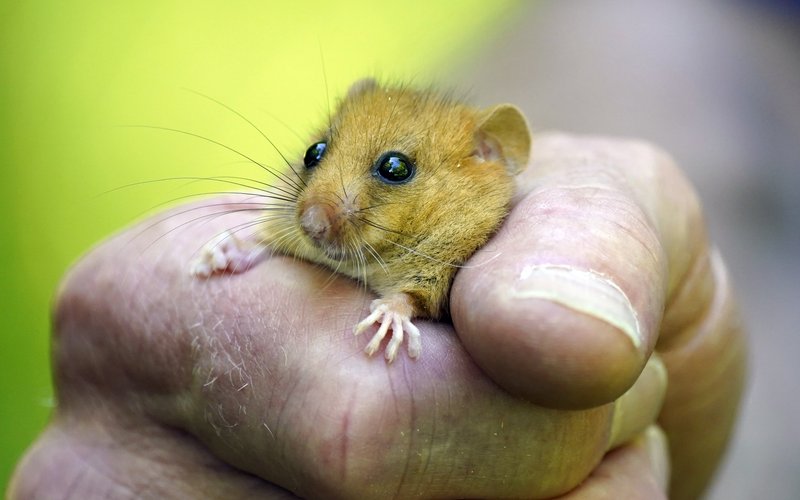 Dormouse Images Micro Squirrel, African Pygmy Dormice. New Addition To