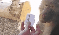 This monkey's reaction to a magic trick is actually amazing | indy100 ...