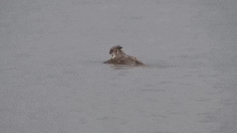 Take the time to watch this video of an owl swimming | indy100 | indy100