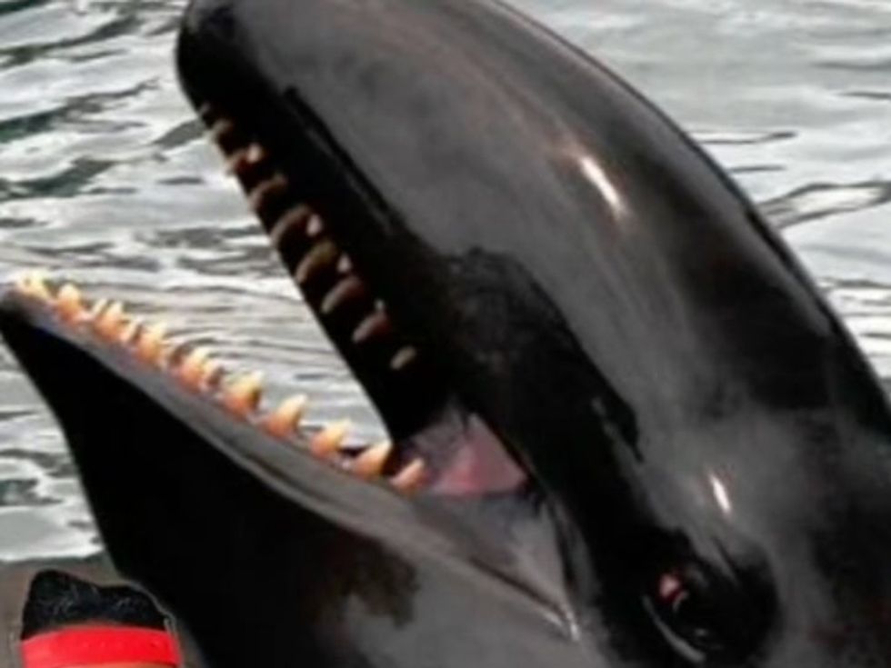 Killer Whales Eyes Located