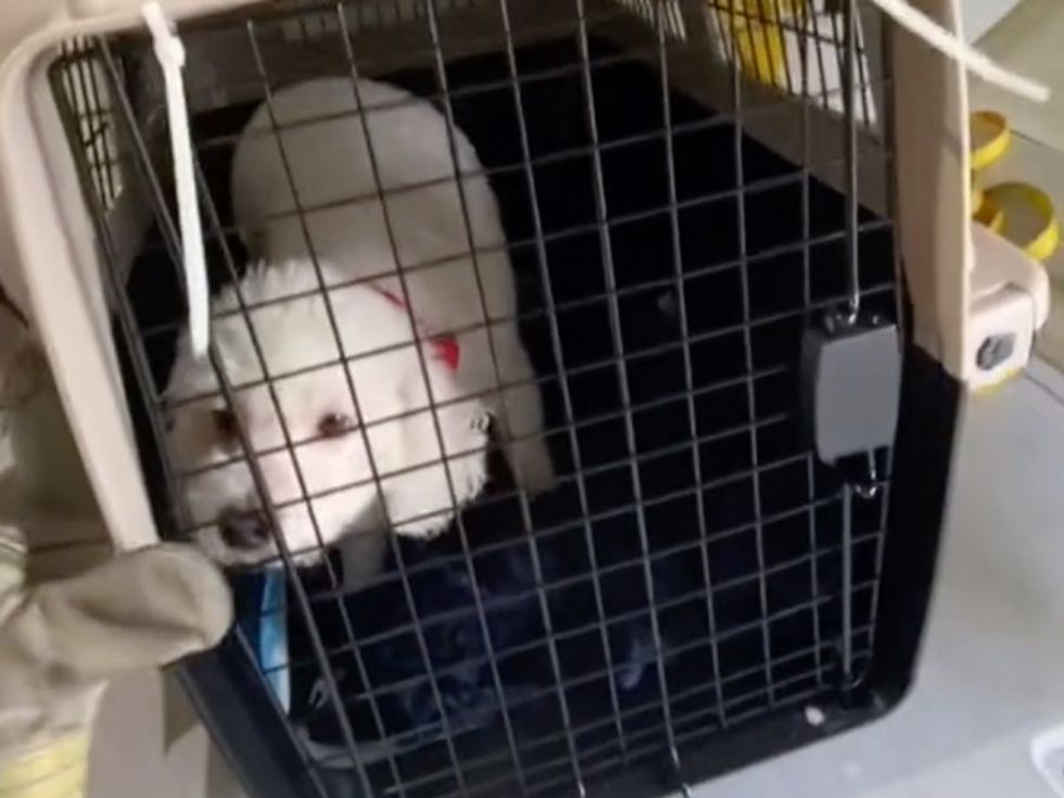 Are Dogs Safe In Airplane Cargo