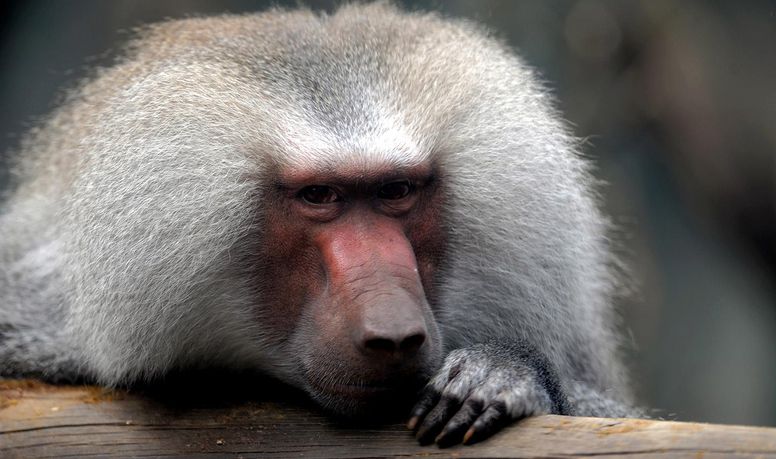 Angry Baboon Face