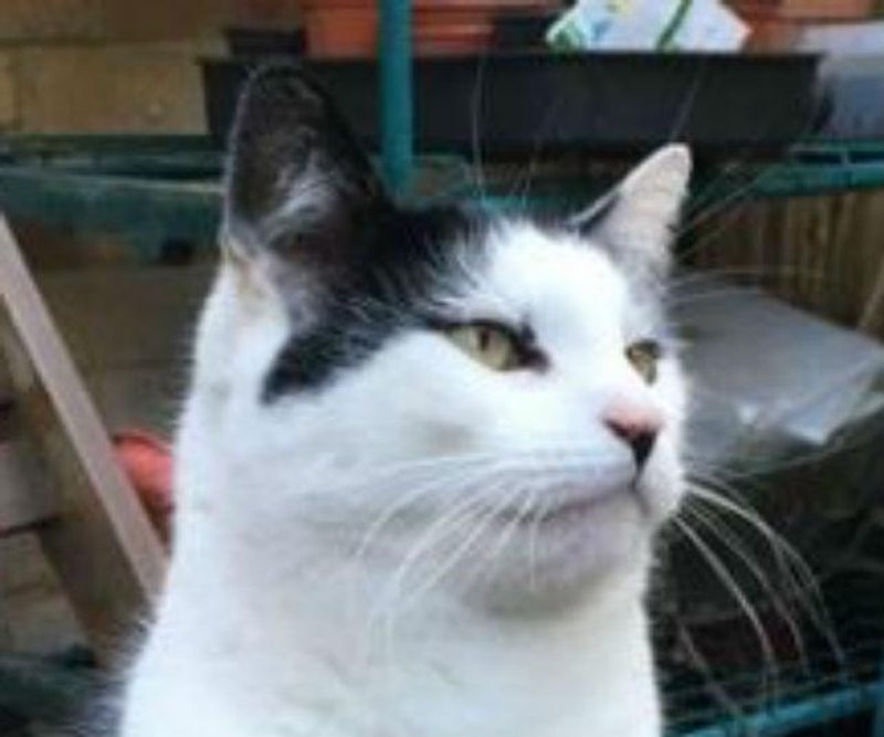 Yas Gato ItsFlanoy: "adobada Yes!!! 🔥🥩🌮🔥🥩🌮"