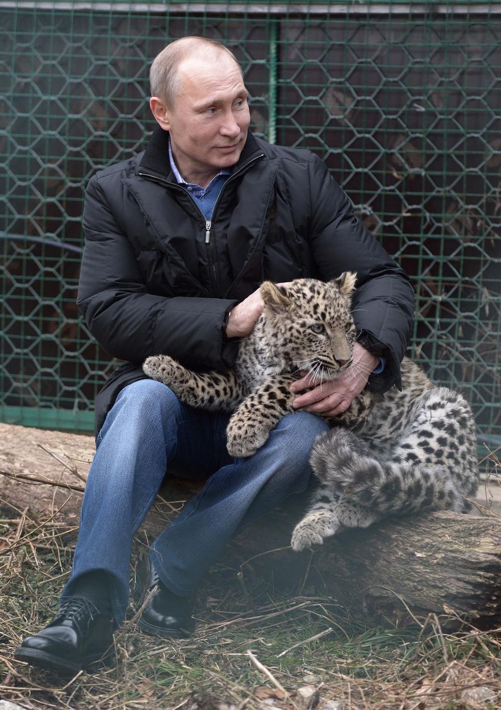 Here is an unsettling image of Vladimir Putin cuddling a koala ...