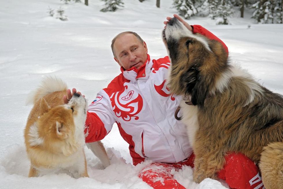 Here is an unsettling image of Vladimir Putin cuddling a koala ...