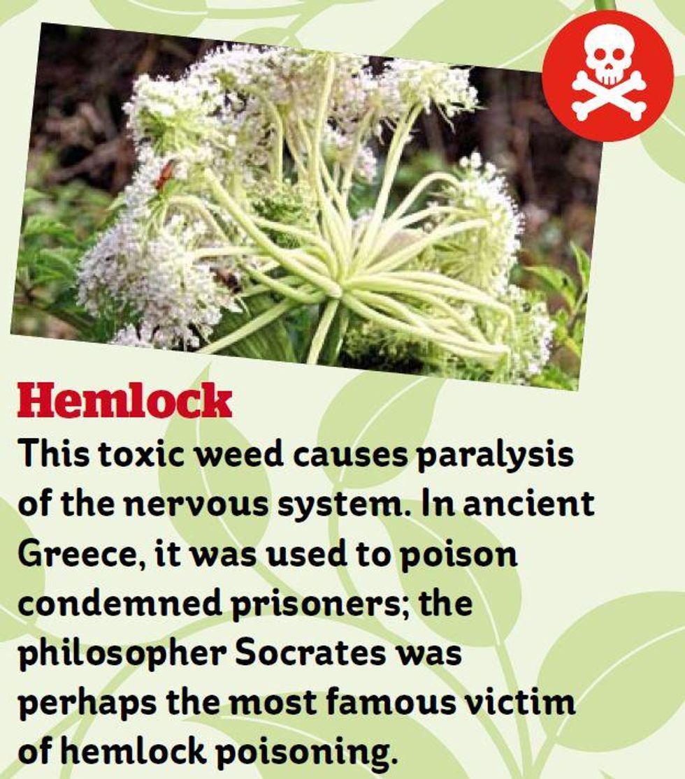 Six innocuous looking plants that are actually all poisonous | indy100 ...