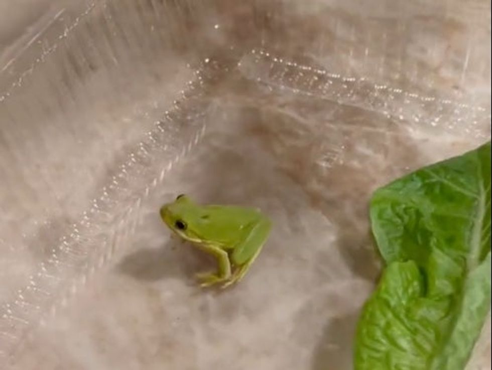 Baby Tree Frogs