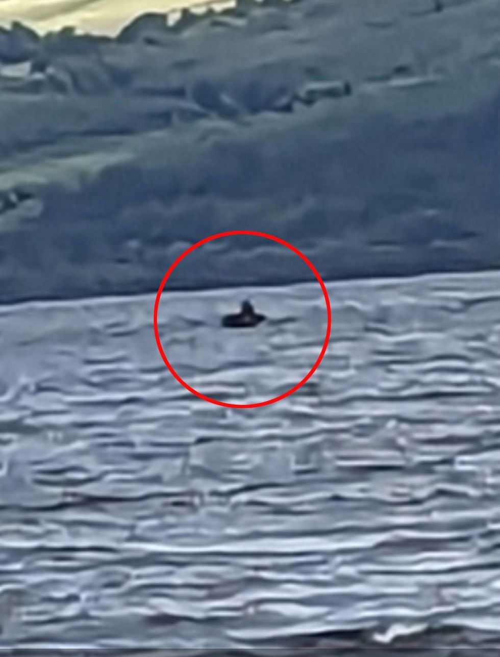 Loch Ness Monster Photographed As Head And Two Humps Emerge From The Water Indy100
