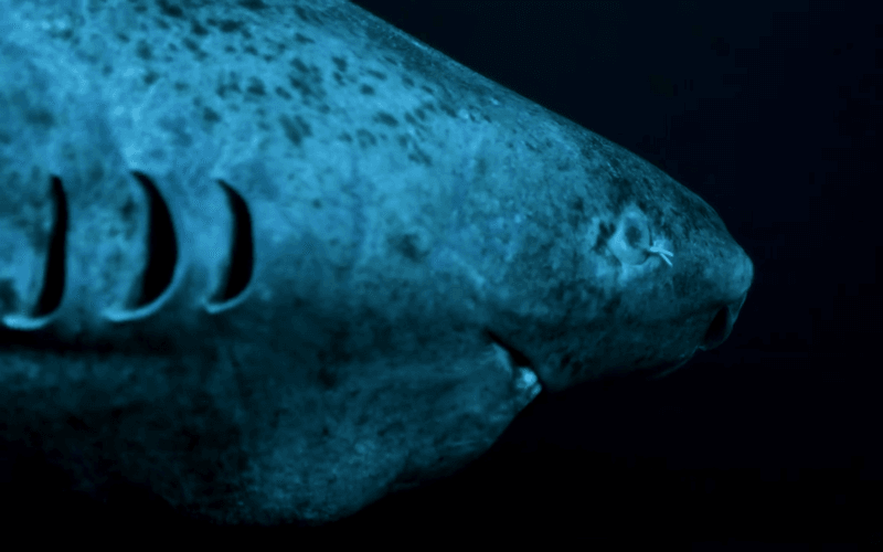 Greenland Shark 400 Years Old