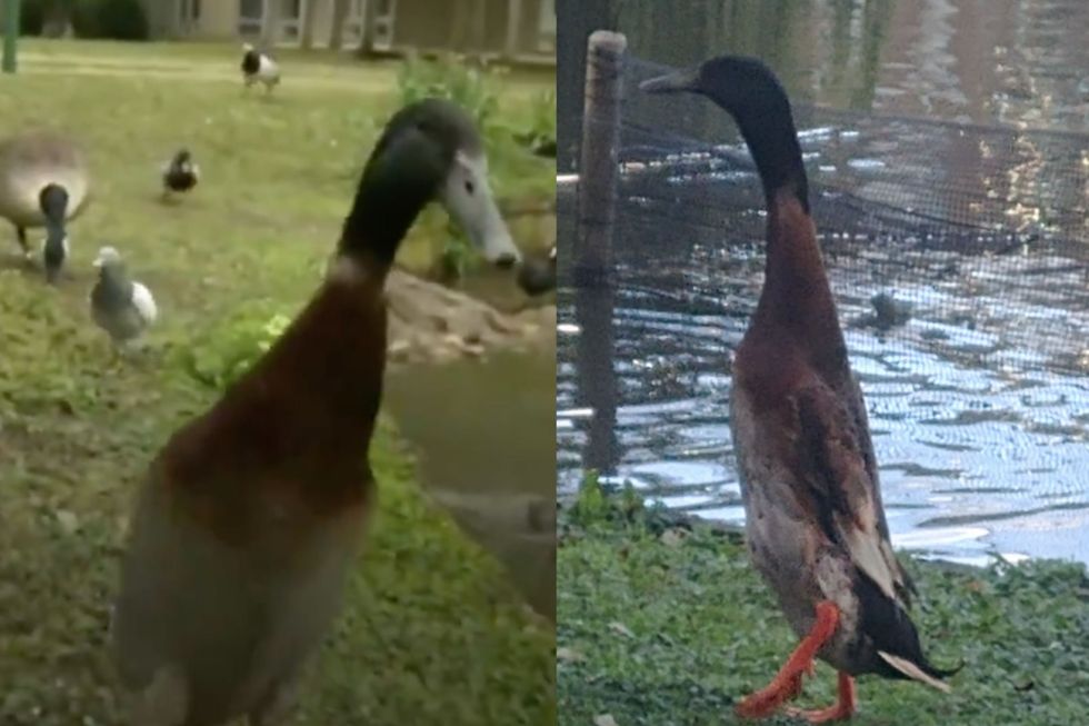 Statue planned for famous university duck 'Long Boi' feared dead | indy100