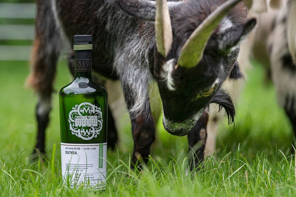Pilates fans enjoy blend of whisky and goats at special tasting event ...