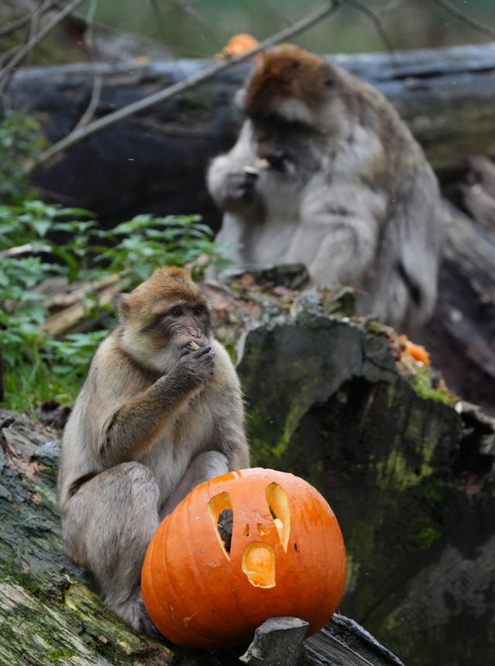 In Pictures: Animals enjoy smashing time with pumpkins before Halloween ...