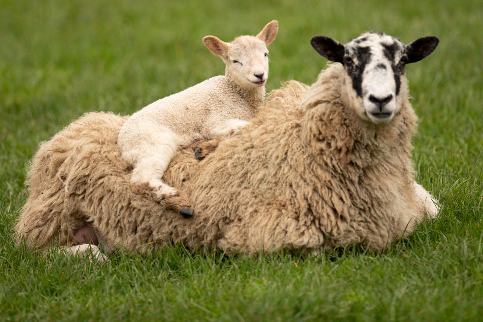 In Pictures: It’s official – spring has sprung | indy100