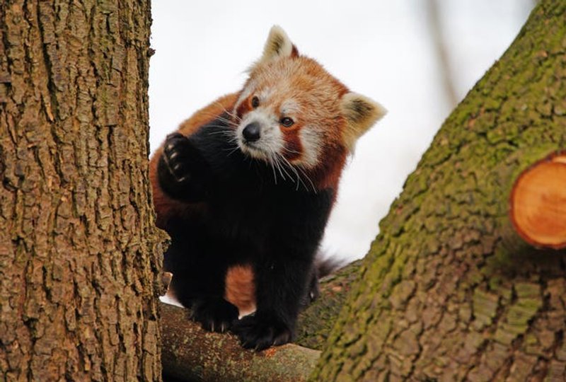 Panda Rojo Mayor Red Panda Wikipedia