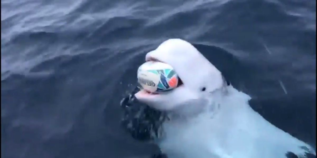 A Suspected Russian spy Whale Has Been Spotted Off The Coast Of a-suspected-russian-spy-whale-has-been-spotted-off-the-coast-of