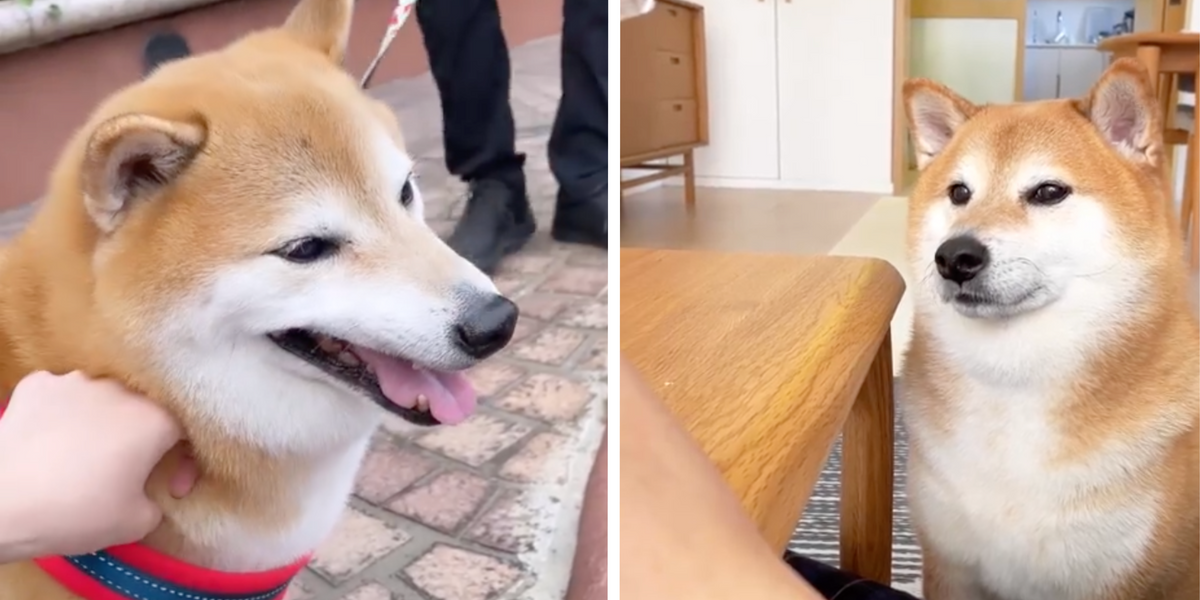 Cheems, the shiba inu behind 'cheemsburbger' and 'bonk' memes, passes ... Cheems, the shiba inu behind 'cheemsburbger' and 'bonk' memes, passes ...