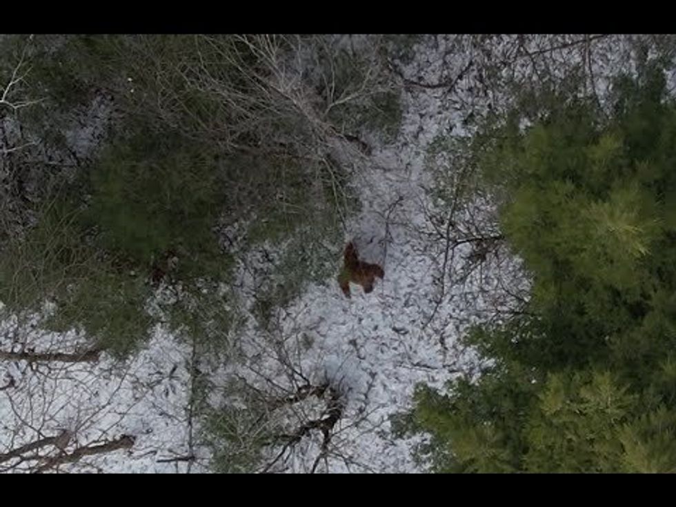 Real Bigfoot Evidence