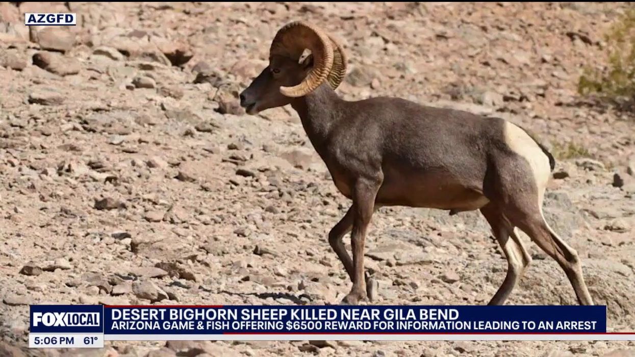 Montana man's illegal attempt to create giant hybrid sheep backfires ... Montana man's illegal attempt to create giant hybrid sheep backfires ...