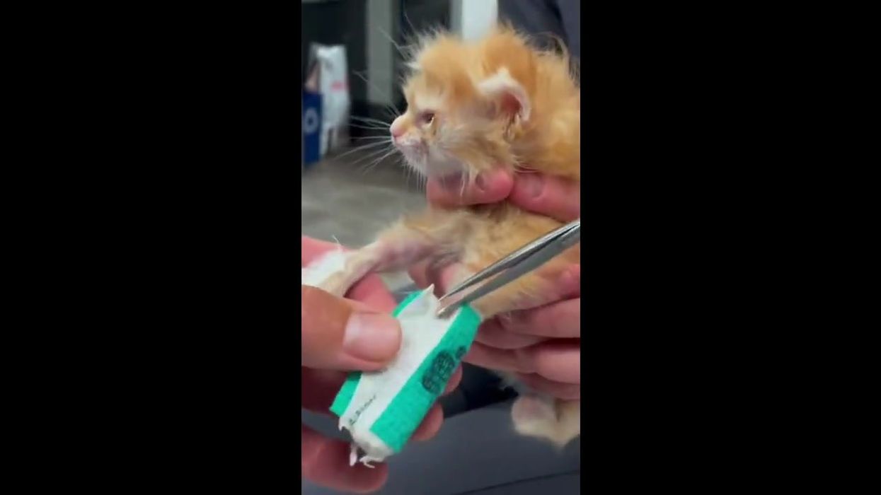 Viral Kitten Tater Tot Dies Just Days After Catching Illness Indy100