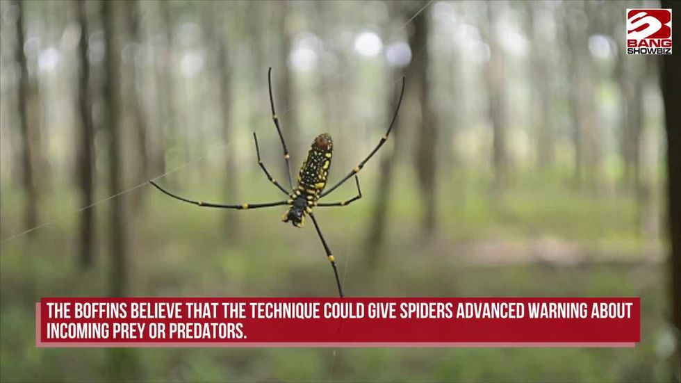 Giant Australian Huntsman Spider