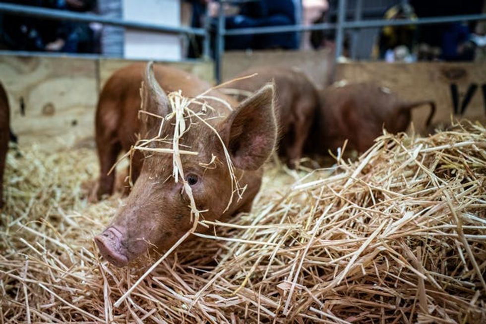 In Pictures: Pig in a pose at the Cornish Winter Fair | indy100
