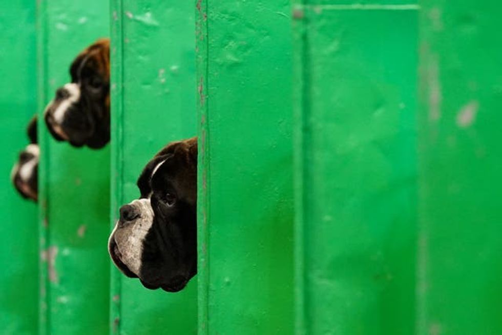 In Pictures: Pawsitively fetching display as dogs arrive for day one at ...